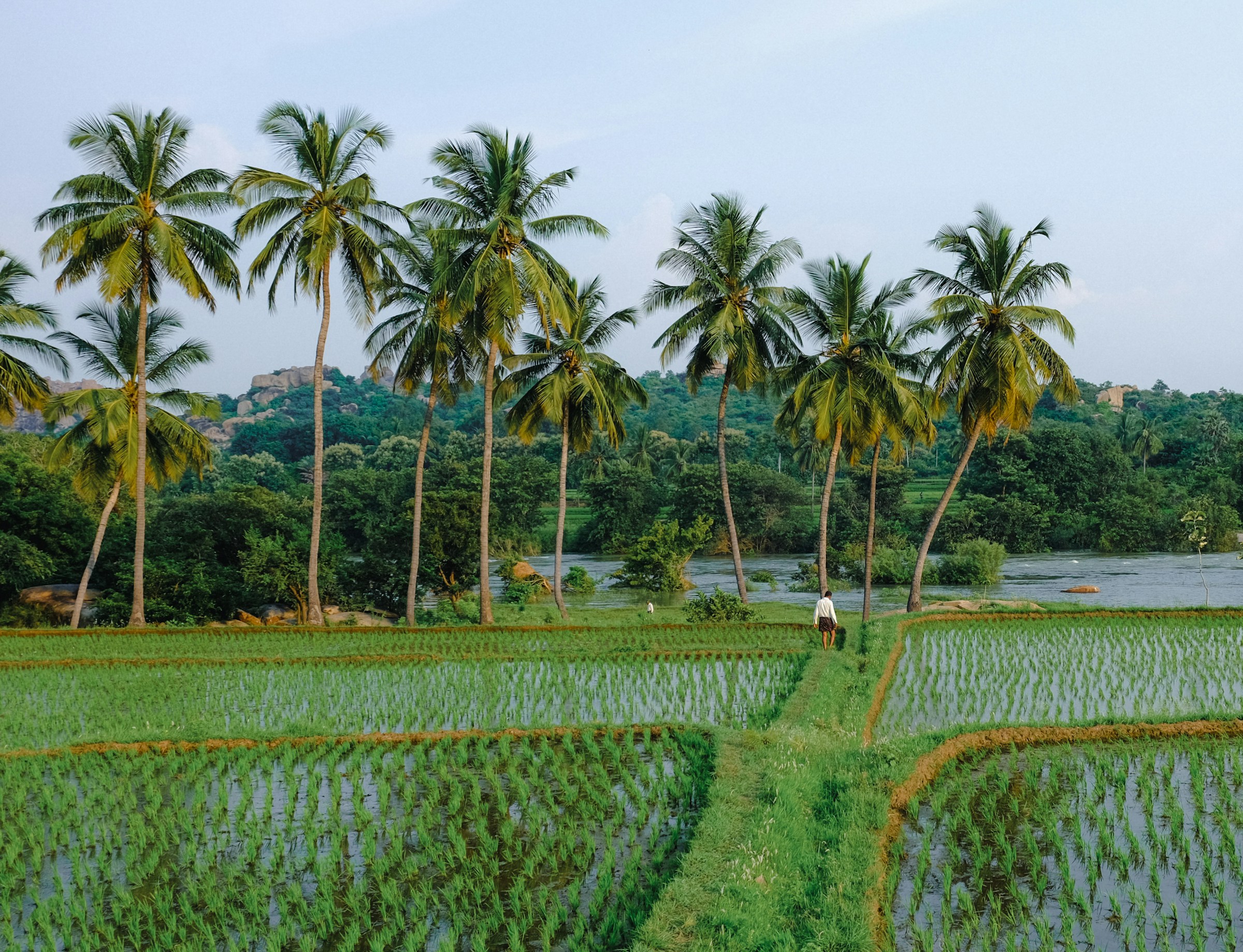 Rain, shine and rising prices: climate-related drivers of food ...